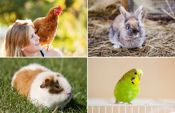 Omtag kring förslaget om nya regler för djur som hålls för sällskap och ...