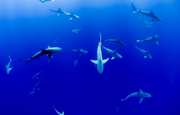 Handel med hajar och rockor - Jordbruksverket.se