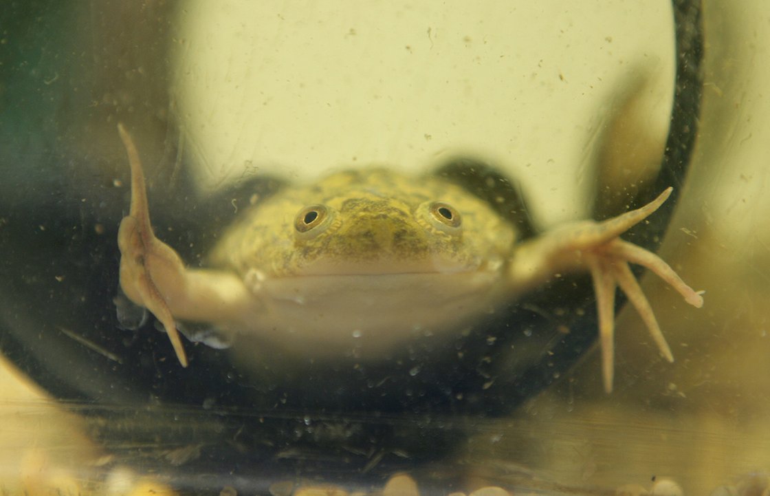 Guide för att använda groddjur i forskning - Jordbruksverket.se